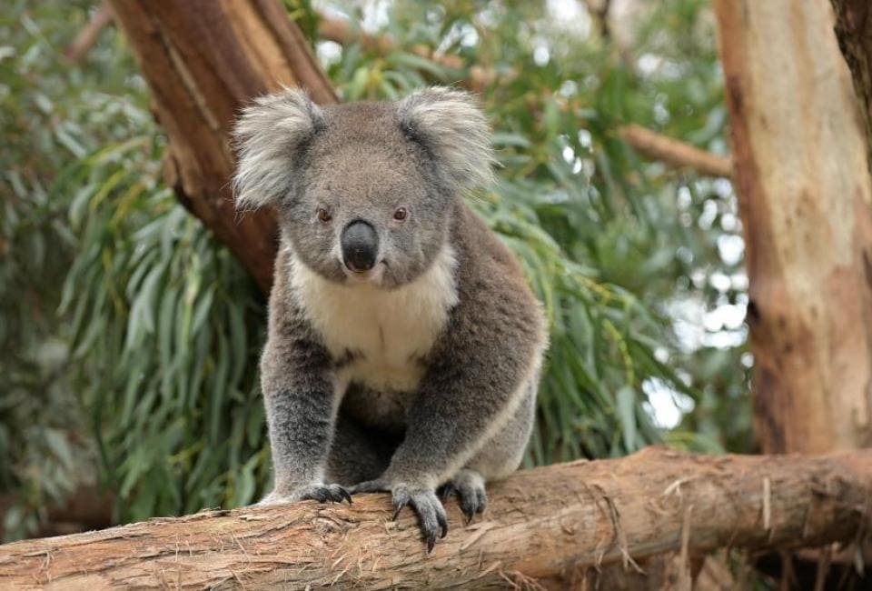 Explore the Koala Conservation Reserve: A Sanctuary for Australia's ...